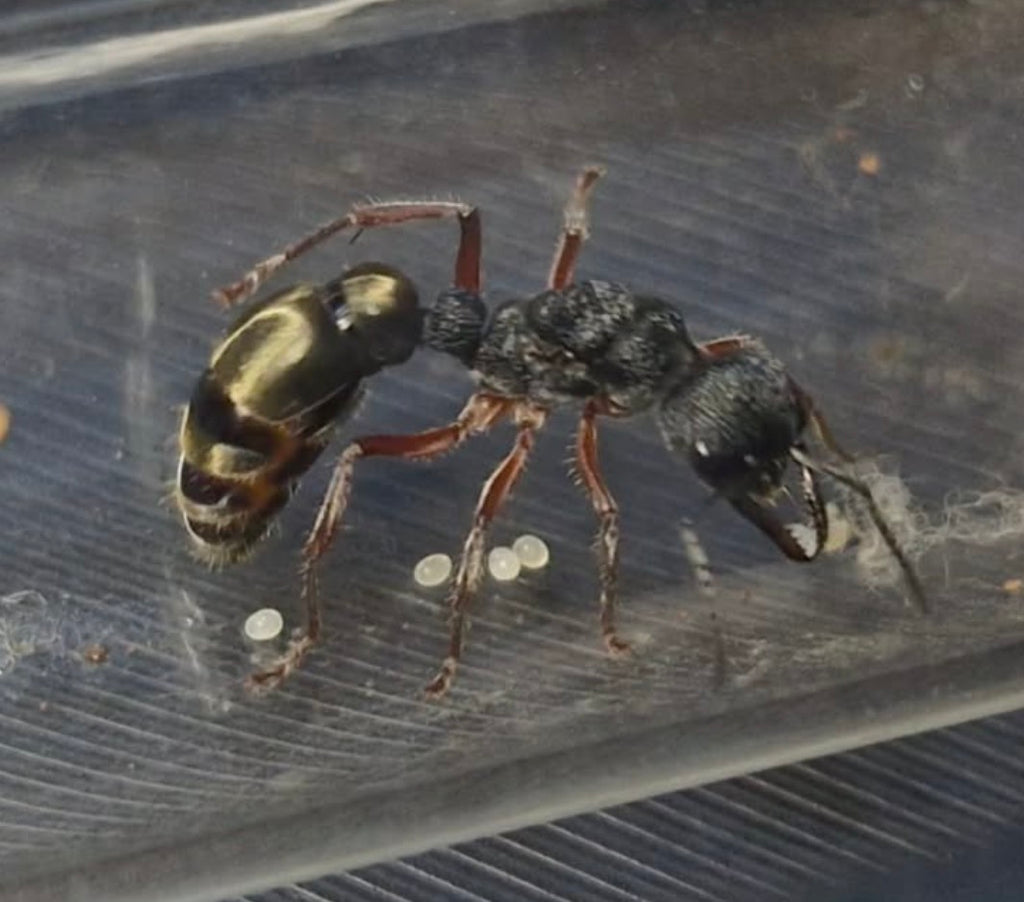 Ant queen Myrmecia Golden Tailed Bullant Myrmecia Fulvipes – Ant Shop ...