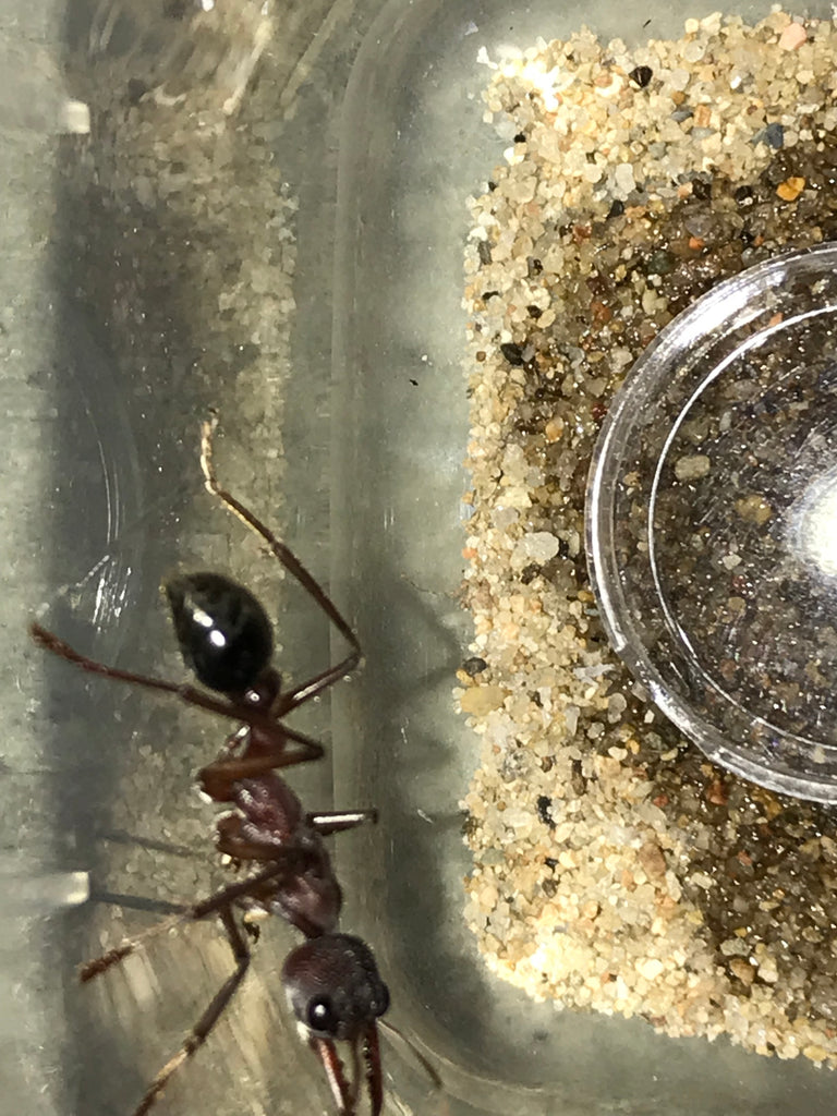 Ant Queen Bullant Myrmecia Simillima (ergatoid) – Ant Shop Australia