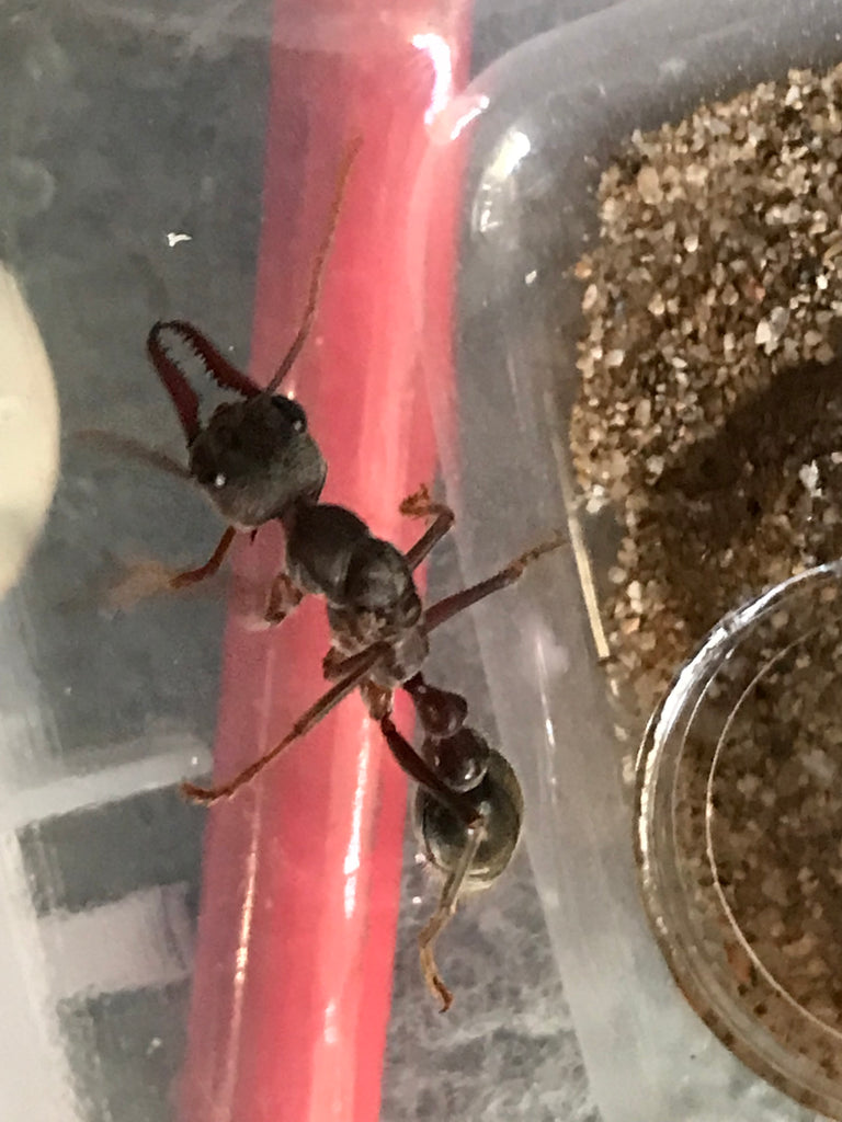 Ant Queen Bullant Myrmecia Pyriformis – Ant Shop Australia