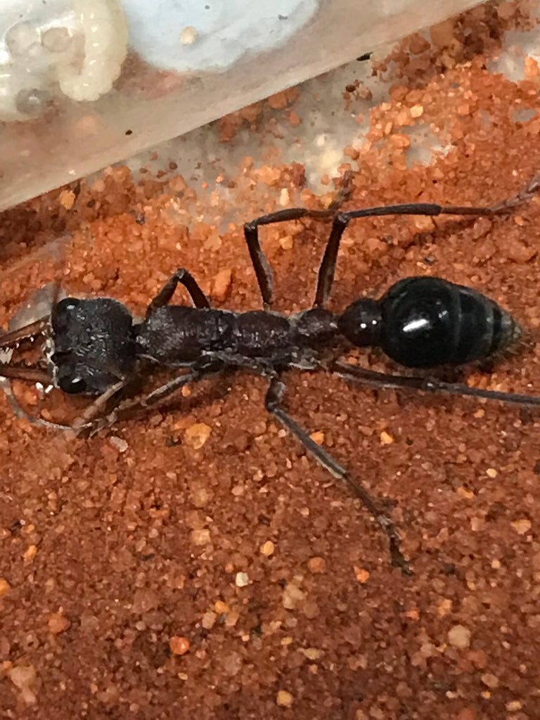 Ant Queen Bullant Myrmecia Simillima (ergatoid) – Ant Shop Australia