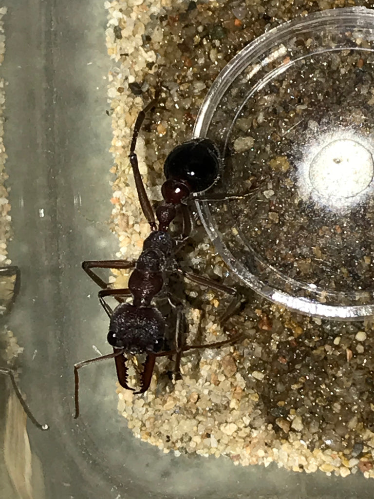 Ant Queen Bullant Myrmecia Simillima (ergatoid) – Ant Shop Australia
