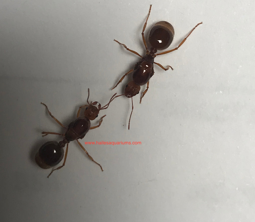 Ant Queen Aphaenogaster longiceps Funnel Ant – Ant Shop Australia