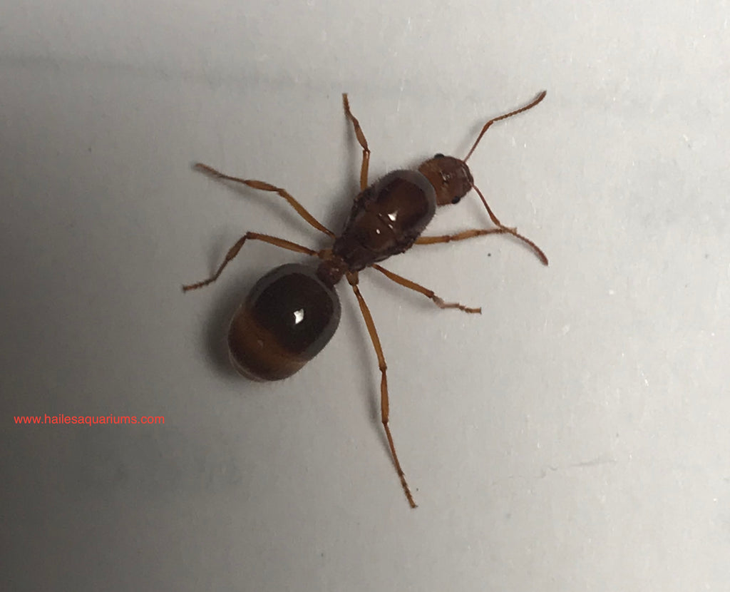 Ant Queen Aphaenogaster longiceps Funnel Ant – Ant Shop Australia
